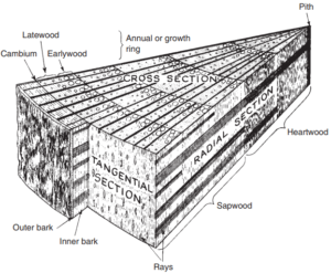 Structure of Timber - Civil Engineering Courses